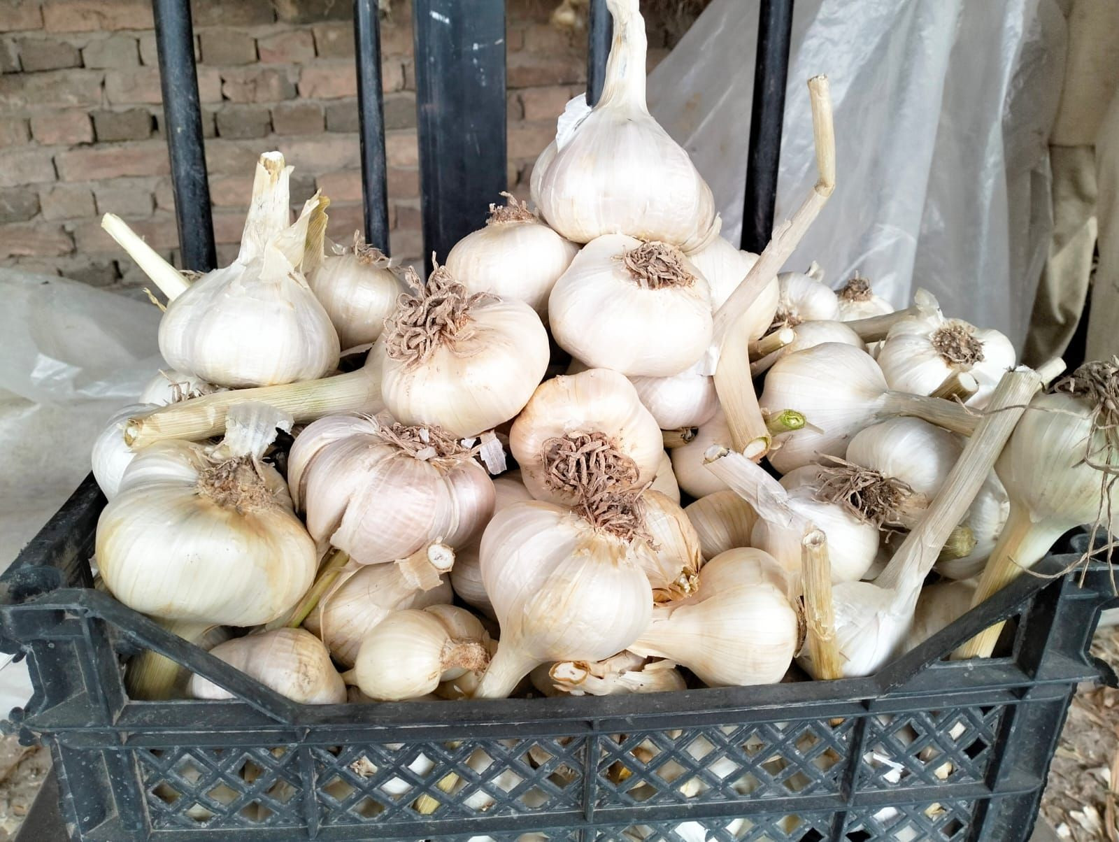 Buy G1 Garlic from Taimoor Trading Company, Saudi Arabia | Tradewheel.com