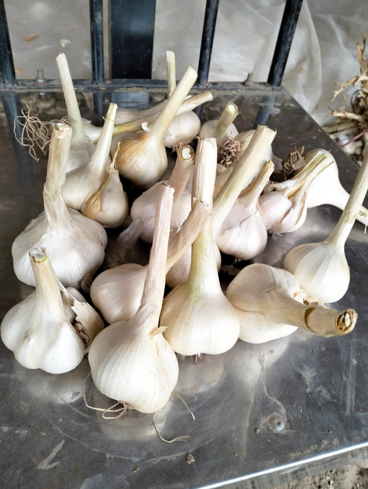 Buy G1 Garlic from Taimoor Trading Company, Saudi Arabia | Tradewheel.com