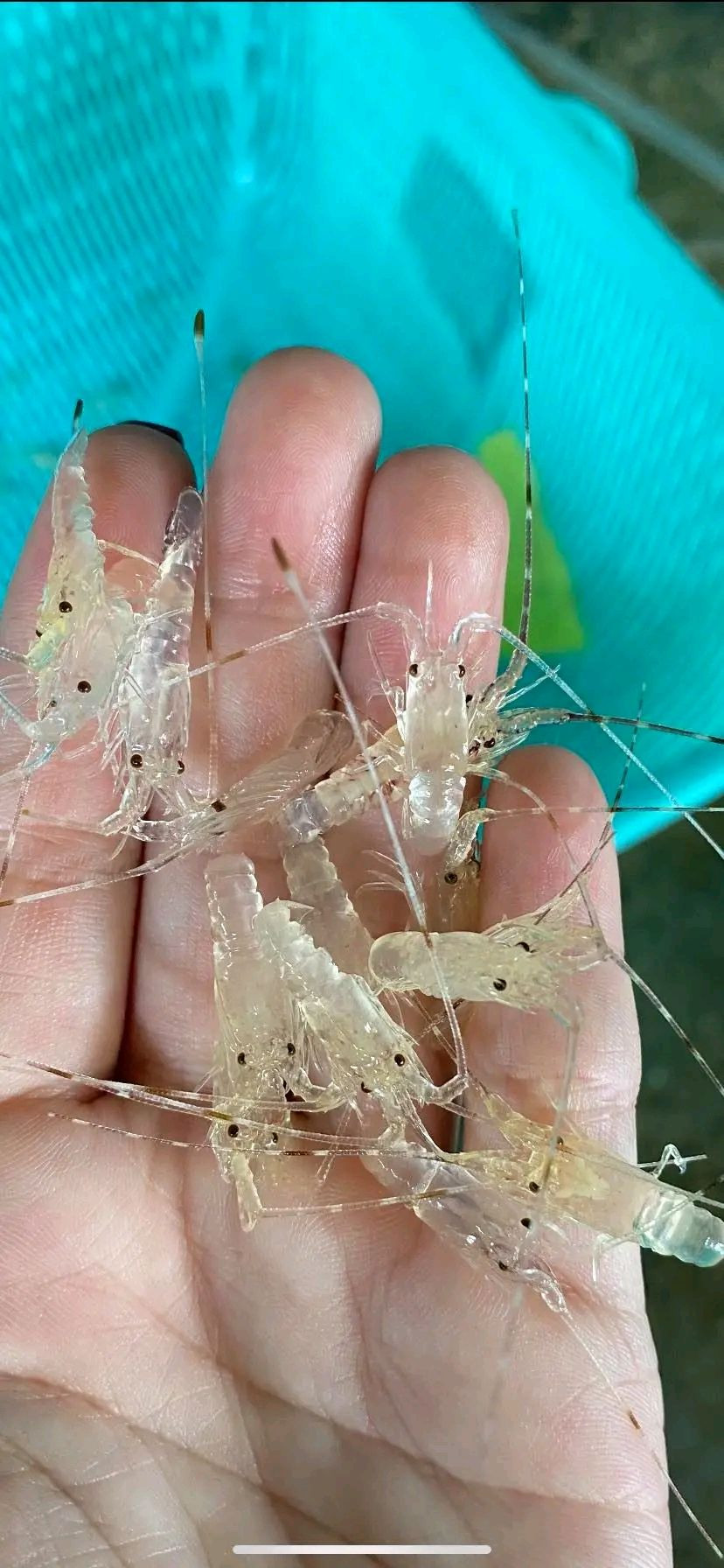 Buy Lobster Seed / Live Baby Lobster (sand & Pearl Types) - Premium ...