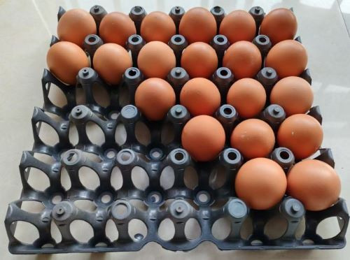 Buy Biodegradable Pla Egg Trays from Zibo Runsheng Biodegradation ...