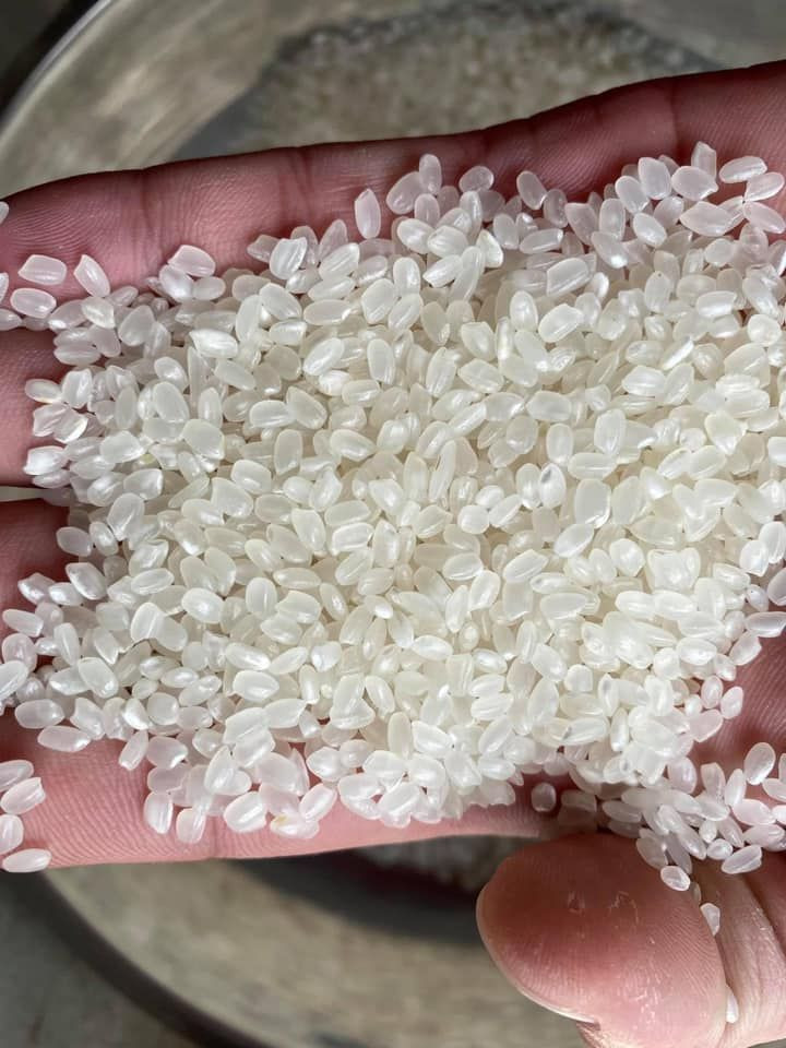 Buy Japonica Rice- Sushi Rice- Japanese Rice - Egyptianrice from ...