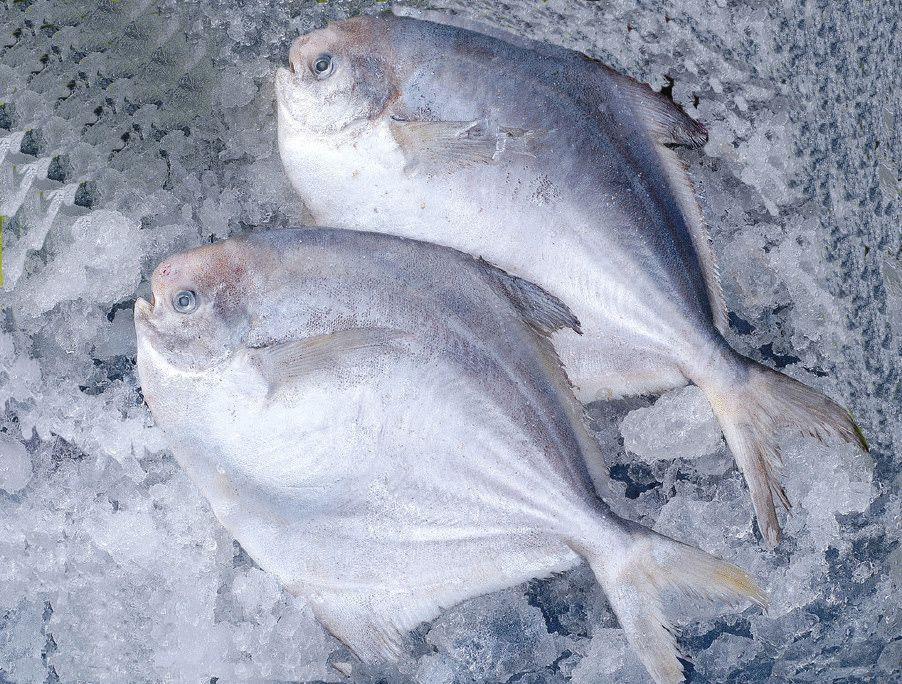 Buy Frozen Silver Pomfret from Hand Foods (Dalian) Co., Ltd., China ...