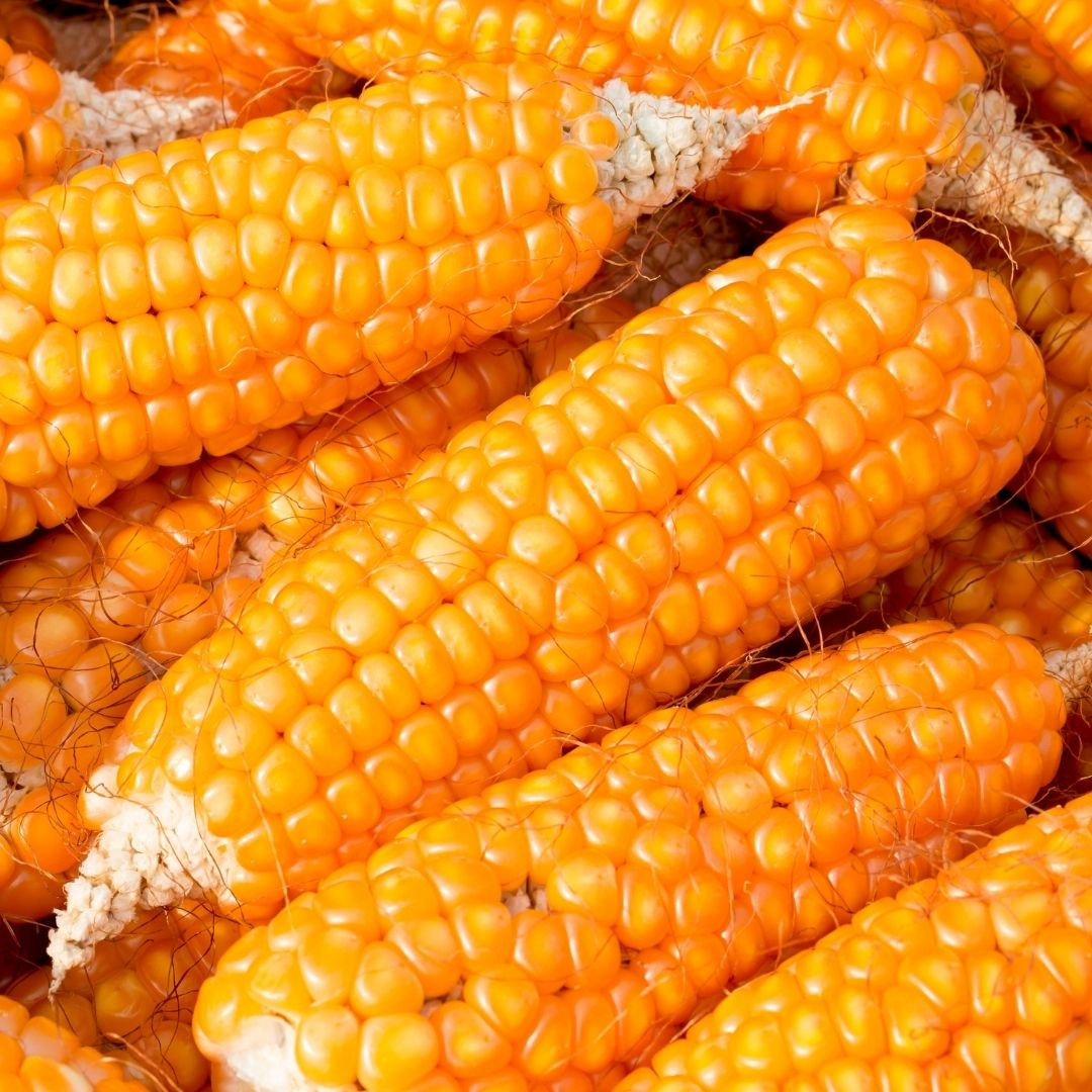Buy Bulk Wholesale Natural Yellow Corn With High Purity And Premium ...