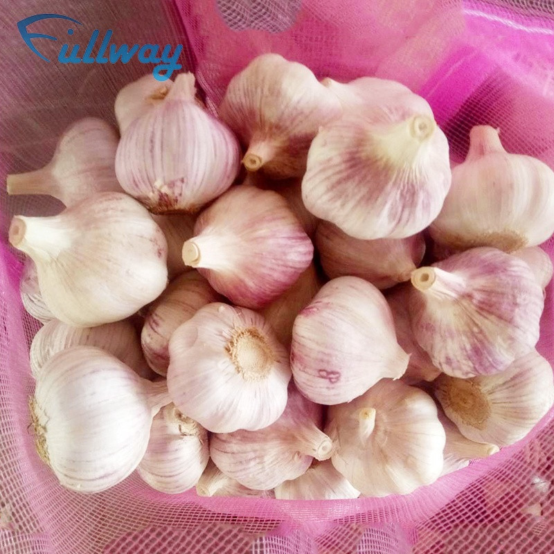Buy Bulk 10kg Garlic In Mesh Bag Of Fresh Garlic from Shandong Fullway ...