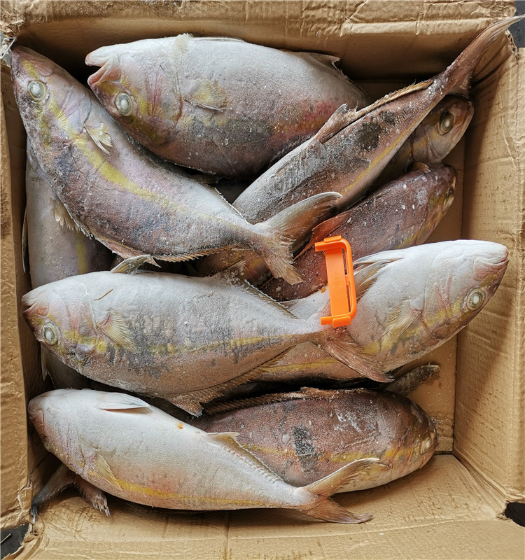 Buy Hot Sale Frozen Yellowtail Fish from Taizhou Xingcheng Aquatic ...