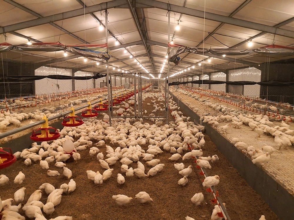 Buy Plastic Chicken Feeder Poultry Feed Line Of Product Chicken Poultry ...