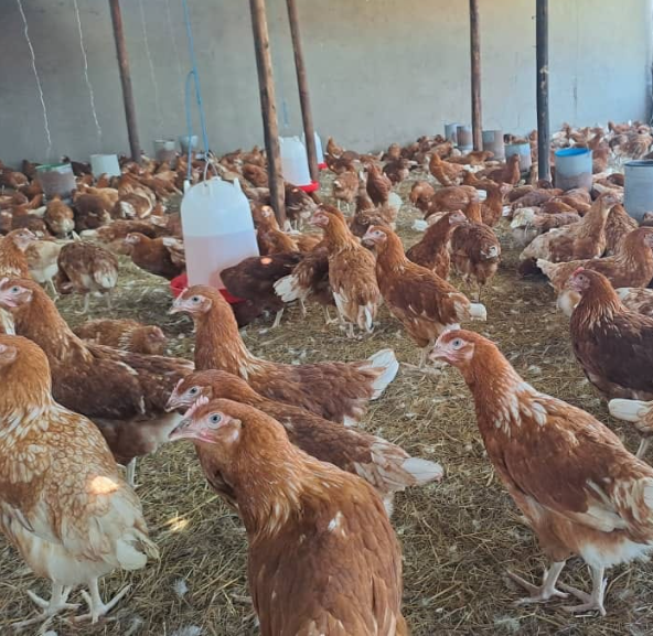 Buy Layer Chickens from THD Mach Livestock, South Africa | Tradewheel.com