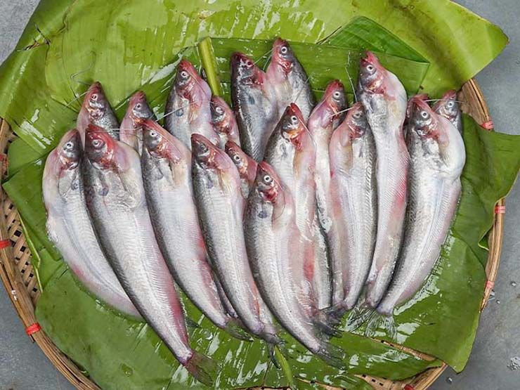 Buy Chhuya Pabda Fish Gutted from Chhuya Frozen Foods Ltd, Bangladesh ...