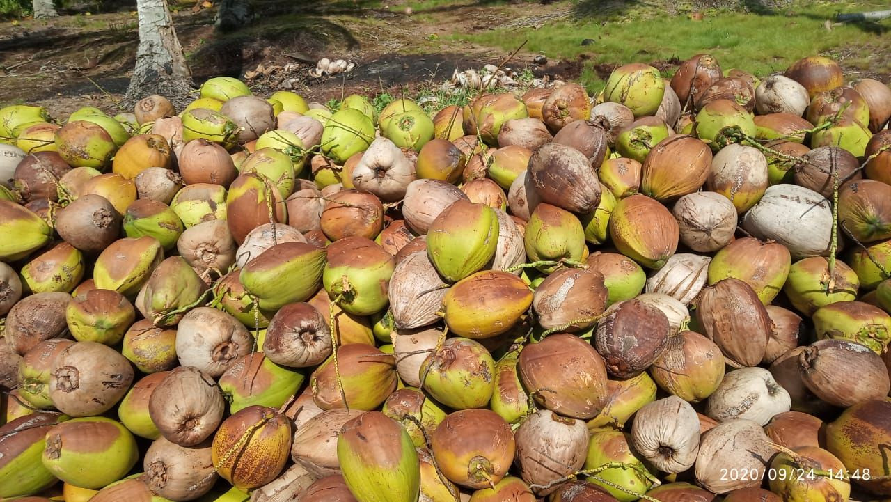 Buy Coconuts from binzain services, Singapore | Tradewheel.com