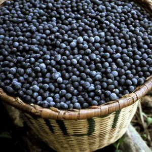 Buy Açai Pulp; Açai Sorbet, Açai Powder. from THE AÇAÍ BROKER, Brazil ...