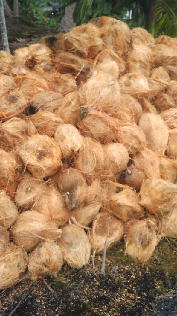 Buy Coconuts from binzain services, Singapore | Tradewheel.com