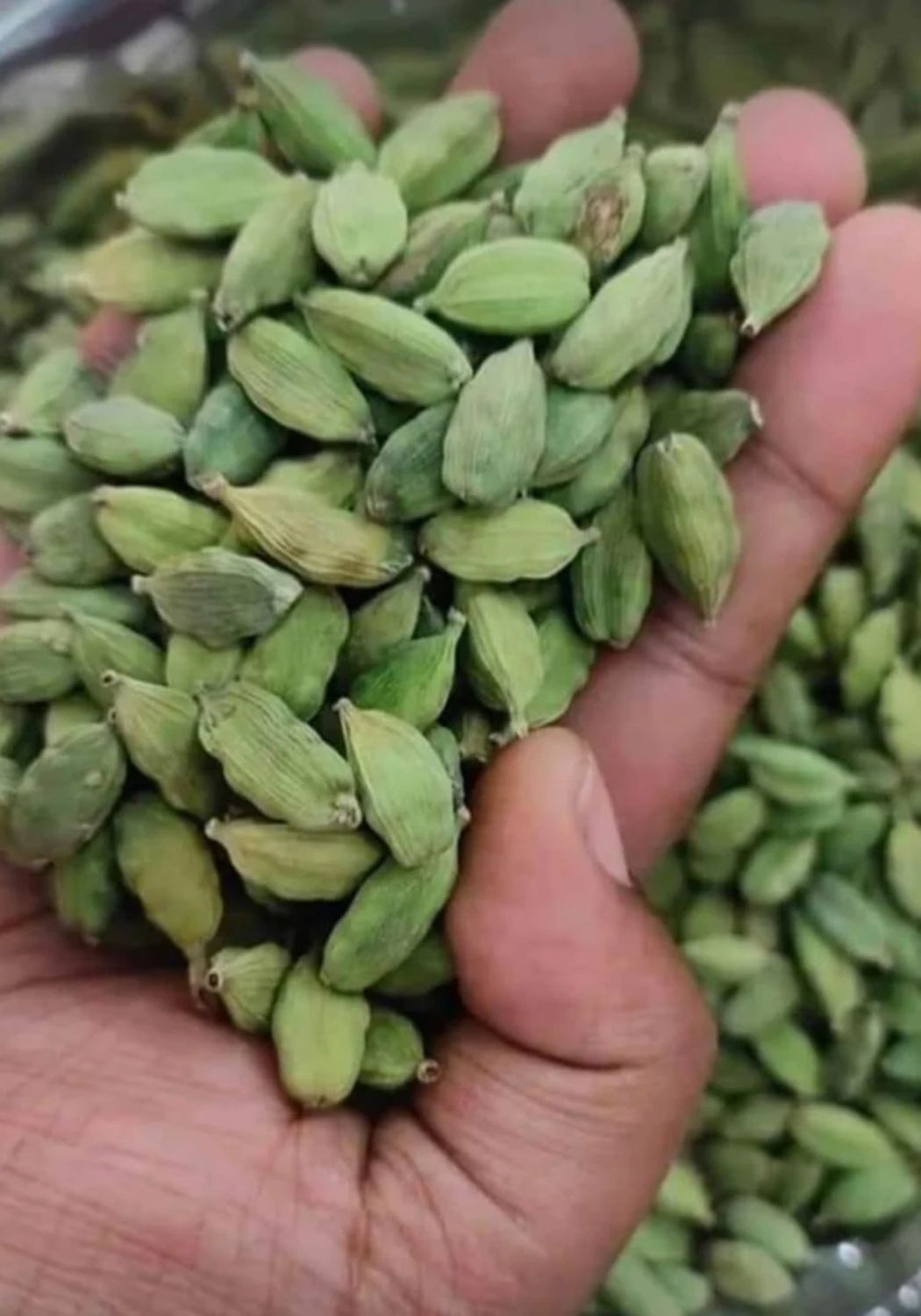 Buy Green Cardamom from Avlanc Agro Crops Private Limited, India ...