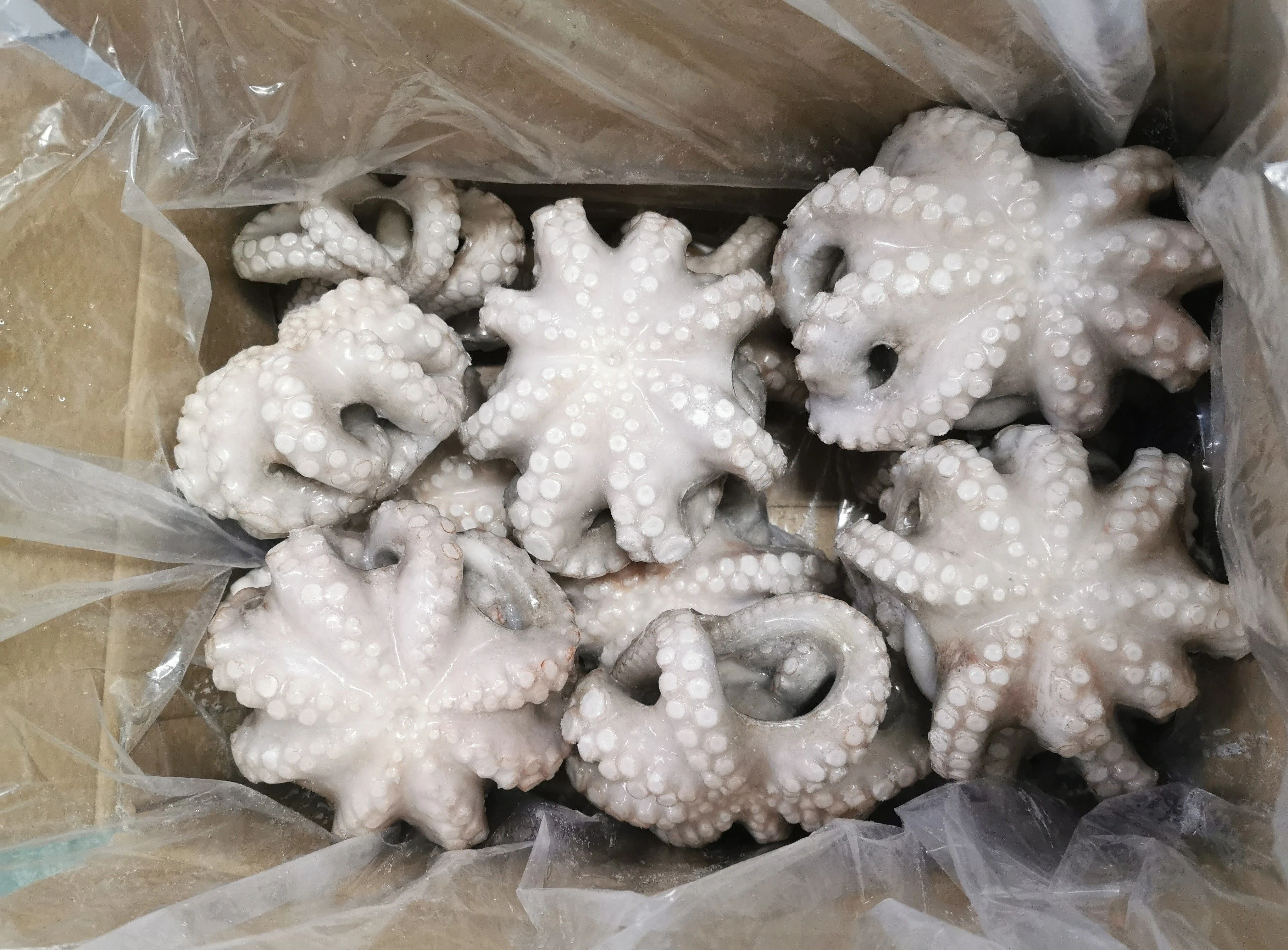 Buy Whole Cleaned Octopus/ Cut Cooked Octopus/whole Round Flower Sharp ...
