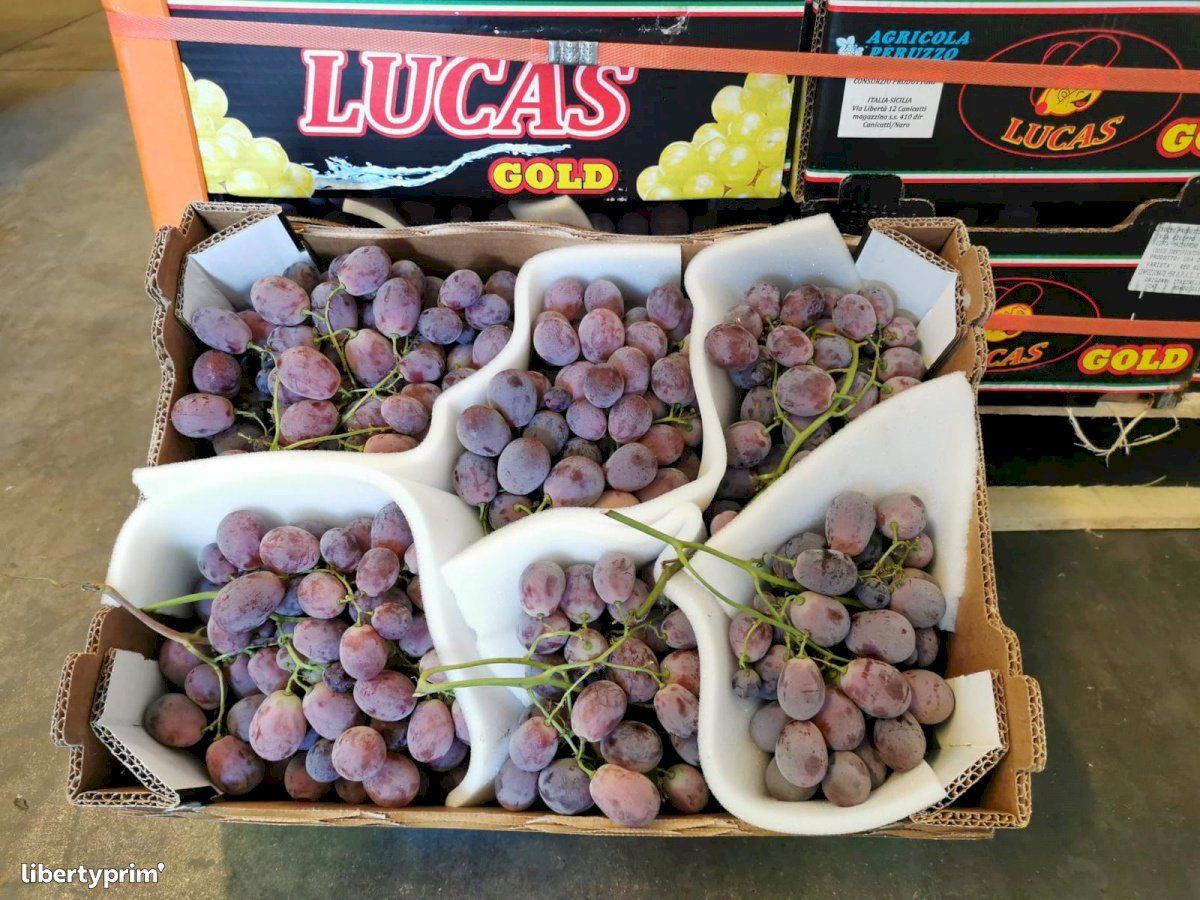 Buy Fresh Red Table Grapes Fruit Seedless Red Globe Grapes from Bright ...