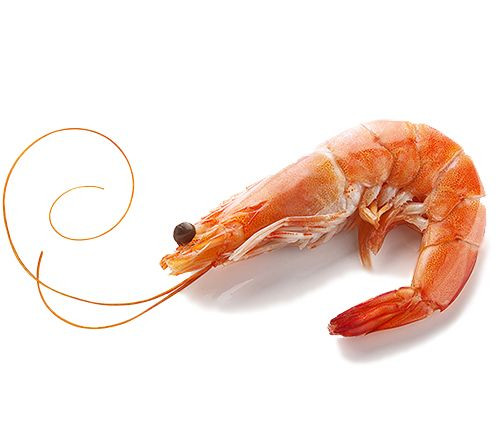 Buy Shrimp from NEW AFRICANA GENERAL TRADING LLC, United Arab Emirates ...