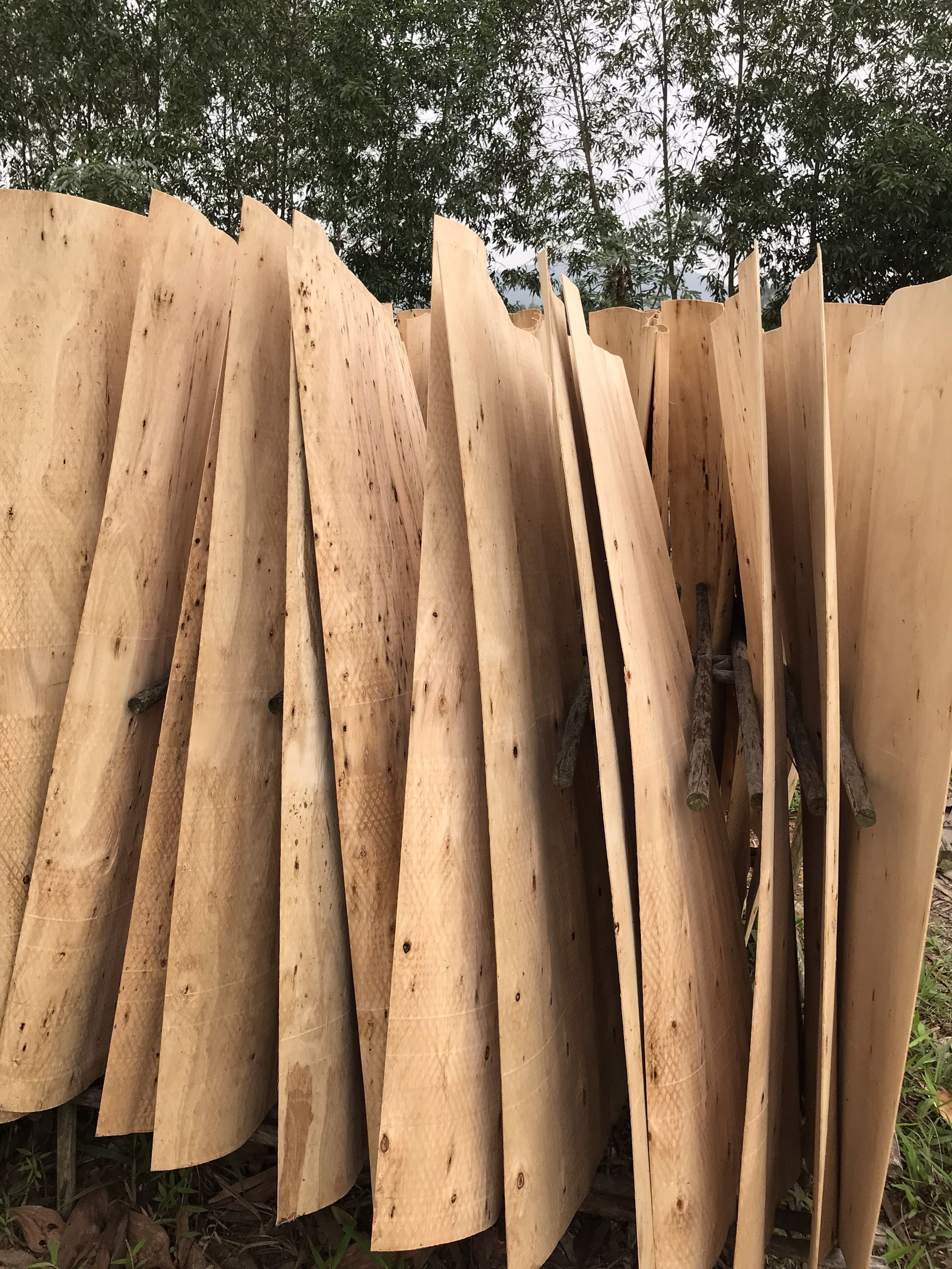 Buy Eucalyptus And Acacia Core Veneer At The Best Price from Gmex ...