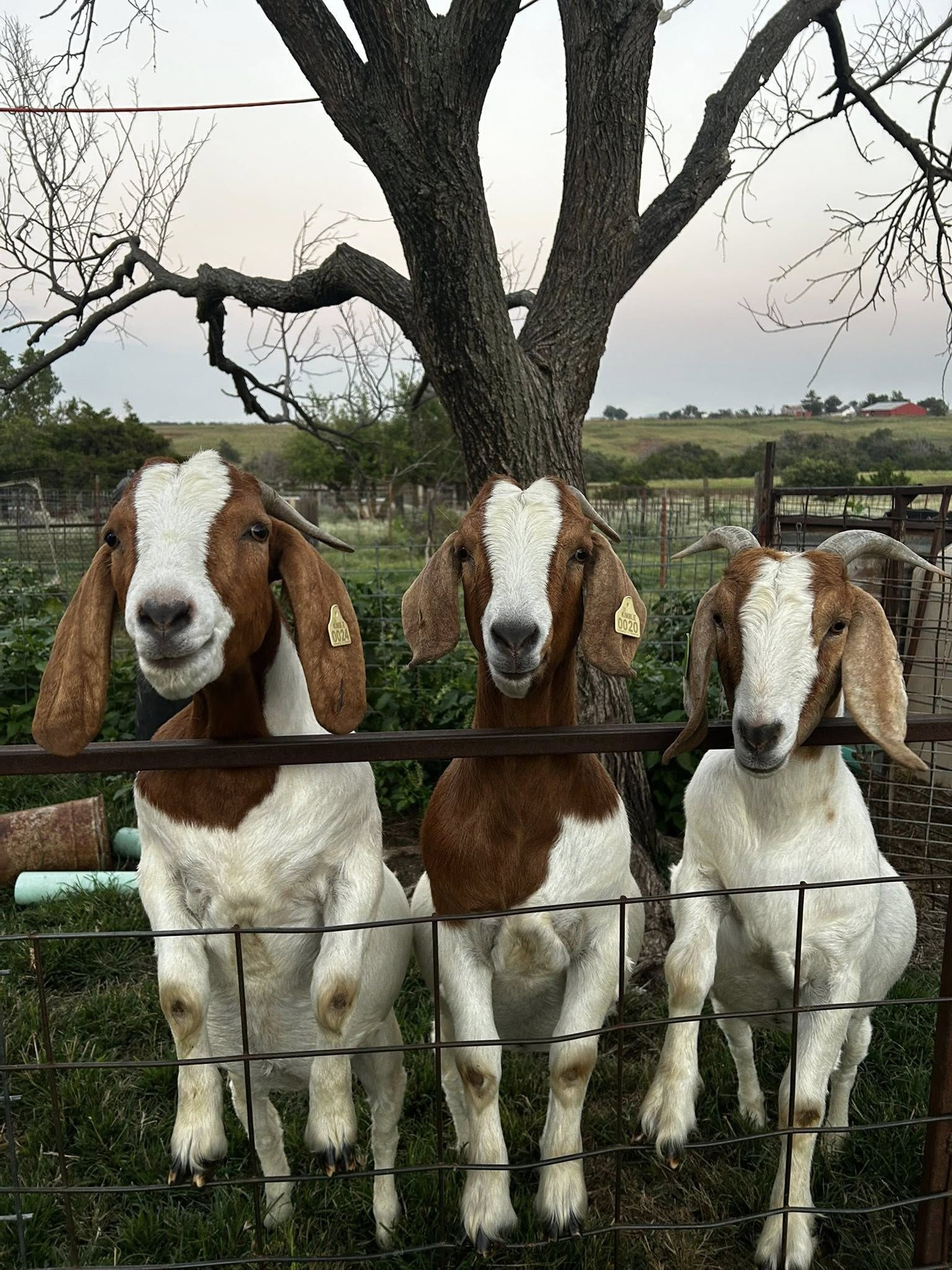 Buy Full Breed Boer Goats / Boer Goats / Saanen Goats / Anglo-nubian ...