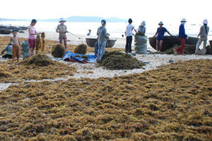Buy Dried Sargassum Polycystum/ Sargassum Seaweed/ Sargassum ...