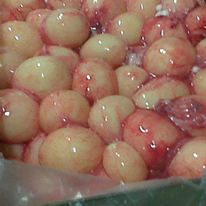 Buy Frozen Fish Eggs from SS MERCHANDISE PTY LTD, South Africa ...