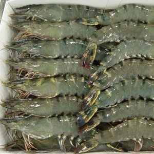 Buy Raw Black Tiger Shrimp (shell On) from SUNION CO., LTD., Thailand ...