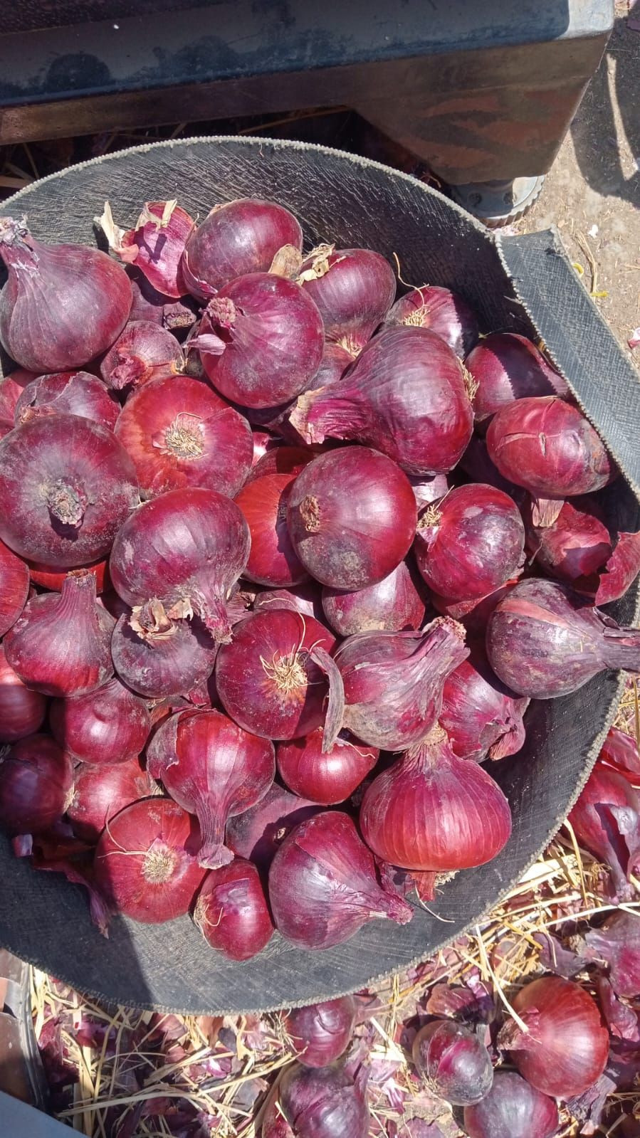 Buy Fresh Onion from rotana, China | Tradewheel.com