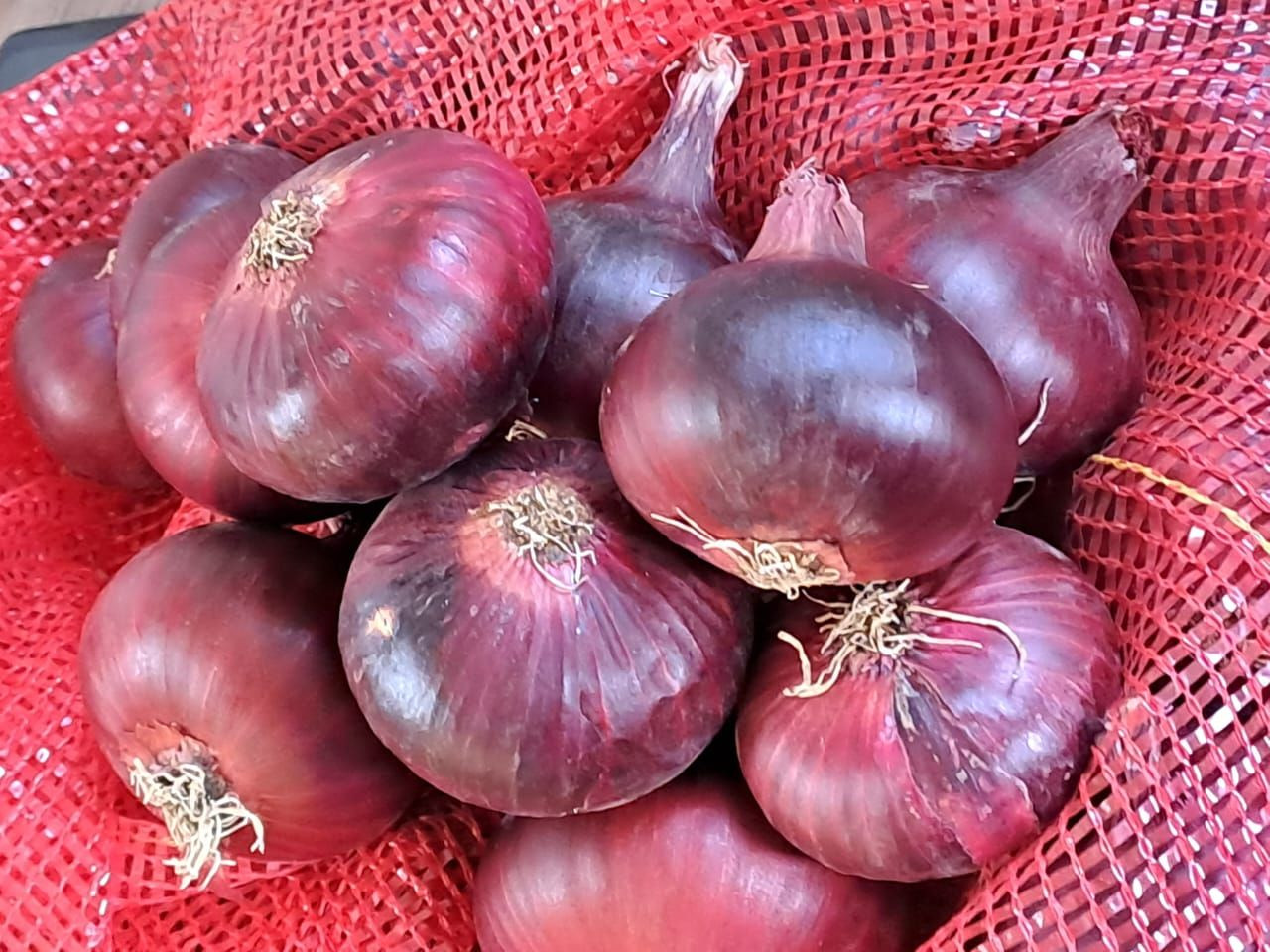 Buy Fresh Onion from rotana, China | Tradewheel.com