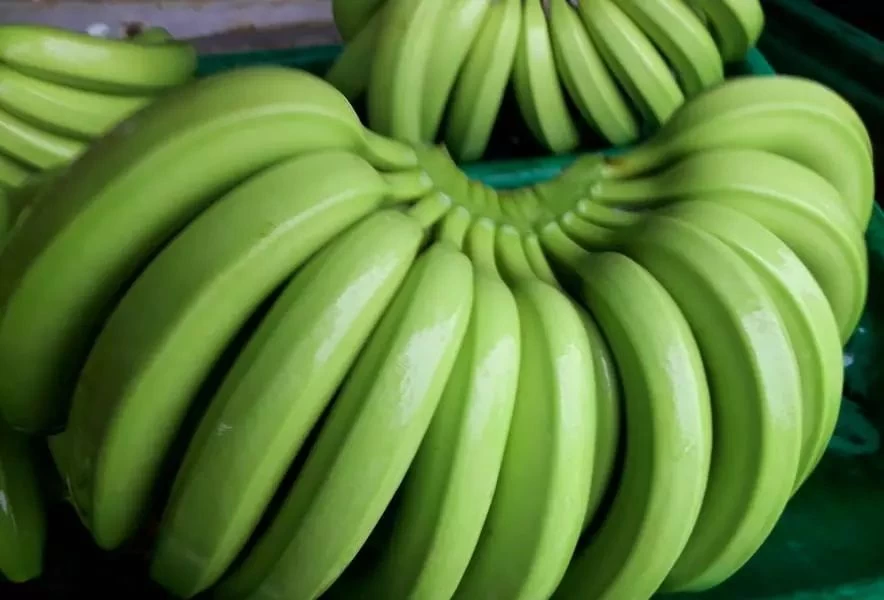 Buy Fresh Premium Bananas from kilsan Cegi Ve Se Dis Tic Ltd Sti ...