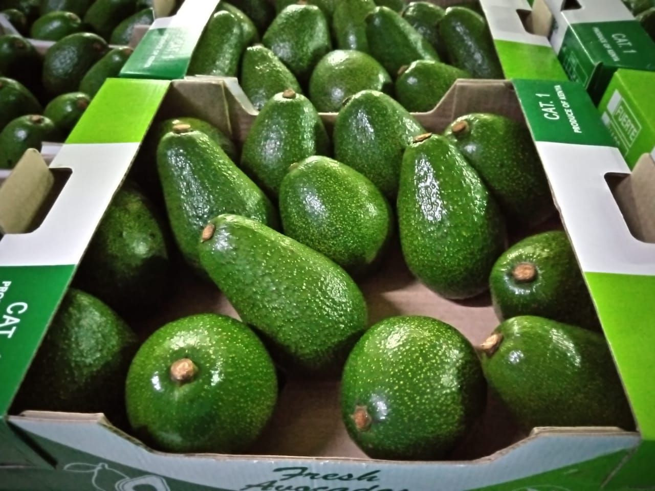 Buy Hass Avocados from Northern Waves General Trading LLC, United Arab ...