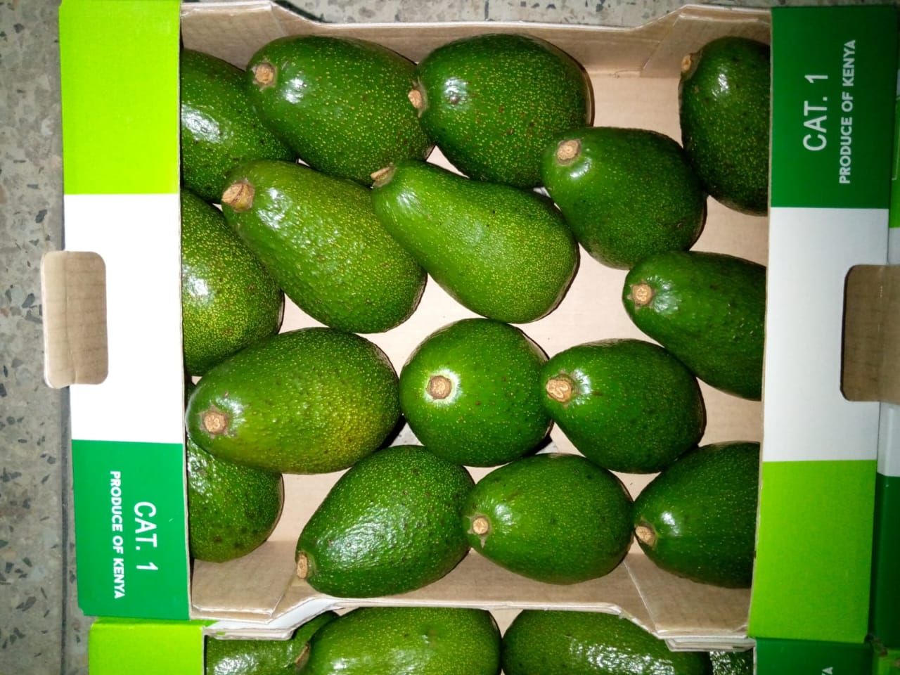 Buy Hass Avocados from Northern Waves General Trading LLC, United Arab ...