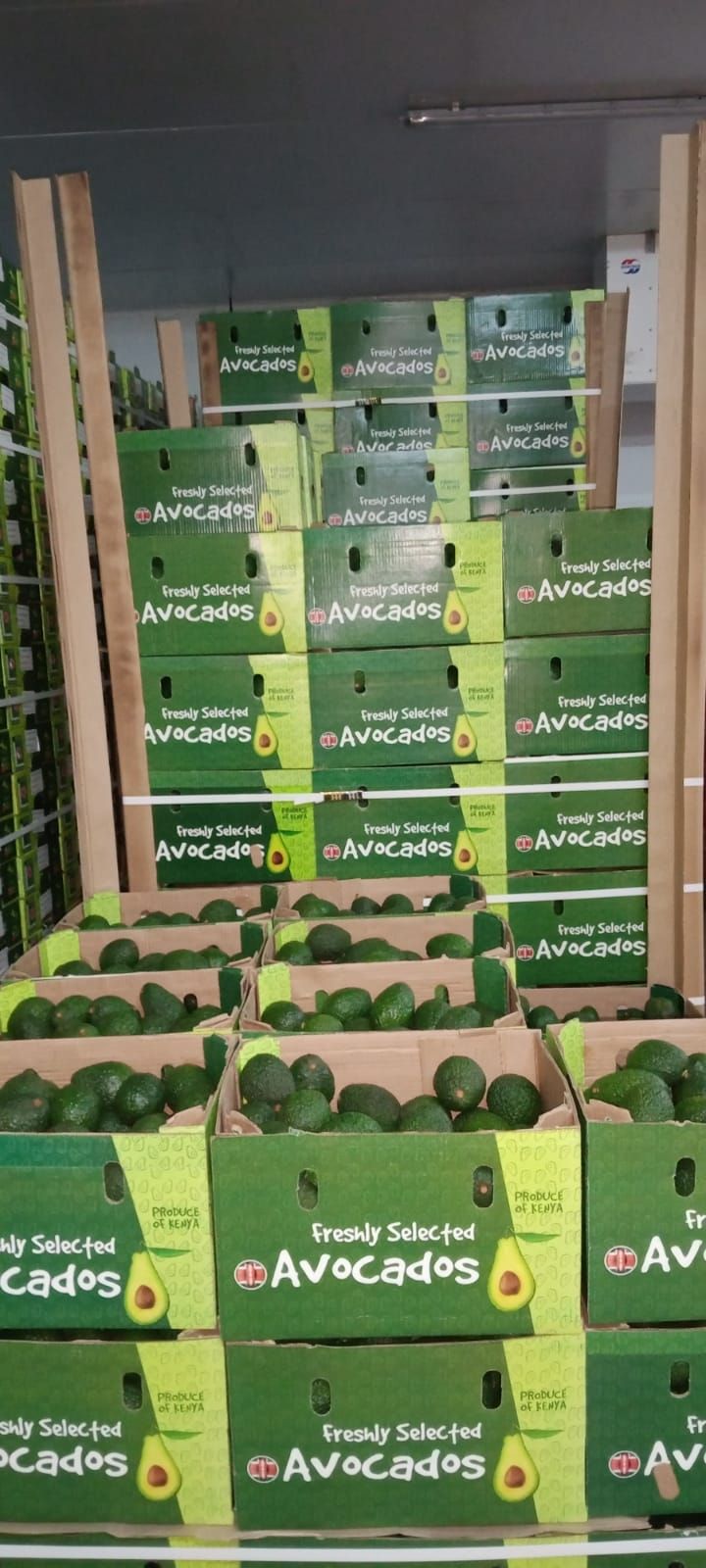 Buy Hass Avocados from Northern Waves General Trading LLC, United Arab ...