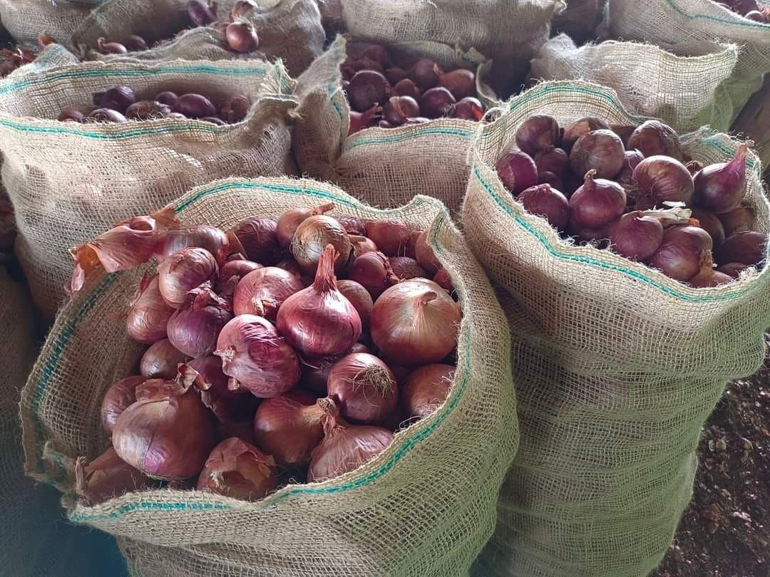 Buy Quality New Crop Red Onion Wholesale Fresh Onion Factory Export ...