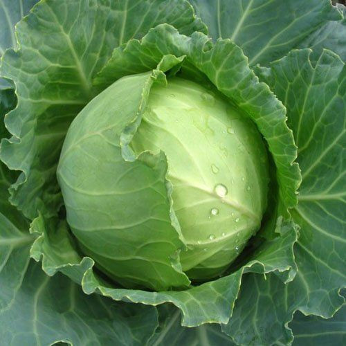 Buy Fresh Cabbage from si-holdingaps, USA | Tradewheel.com