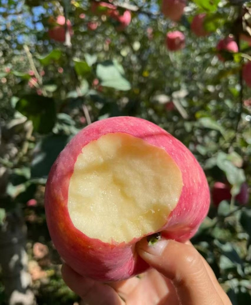 Buy Red Fuji Apple from Laixi lixiang farm, China | Tradewheel.com