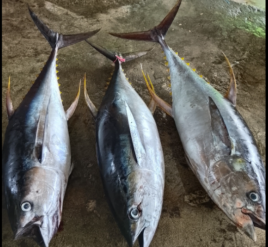 Buy Frozen Yellowfin Tuna - High Quality from PT Savya Coco Provita ...