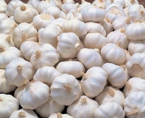 Buy Pure White Garlic/fresh Garlic from motarova llc, Germany ...
