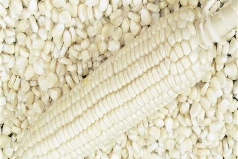 Buy Non Gmo White Maize ( Corn) For Sale from GLACIER COMPANY LIMITED ...