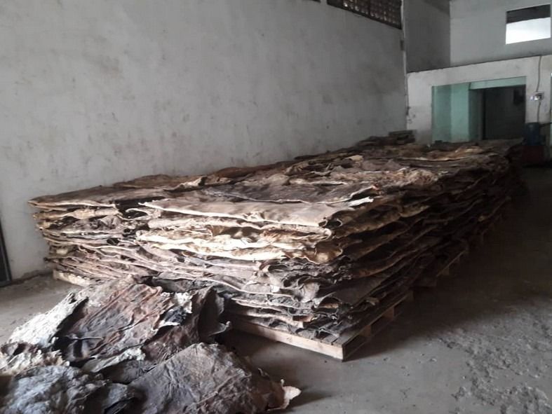 Buy Premium Grade Sun-dried Cow Hides – High Quality For Leather ...