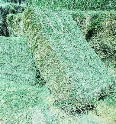 Buy Bermuda Grass Hay from Paramount Hay, USA | Tradewheel.com