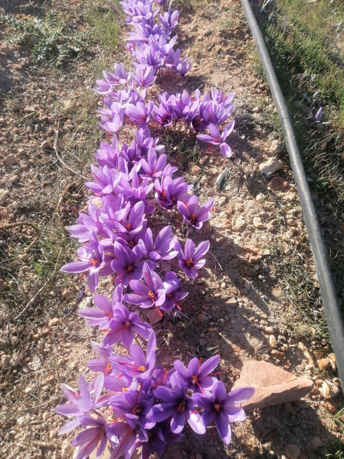 Buy Premium Moroccan Saffron Flowers From The Middle Atlas from ...