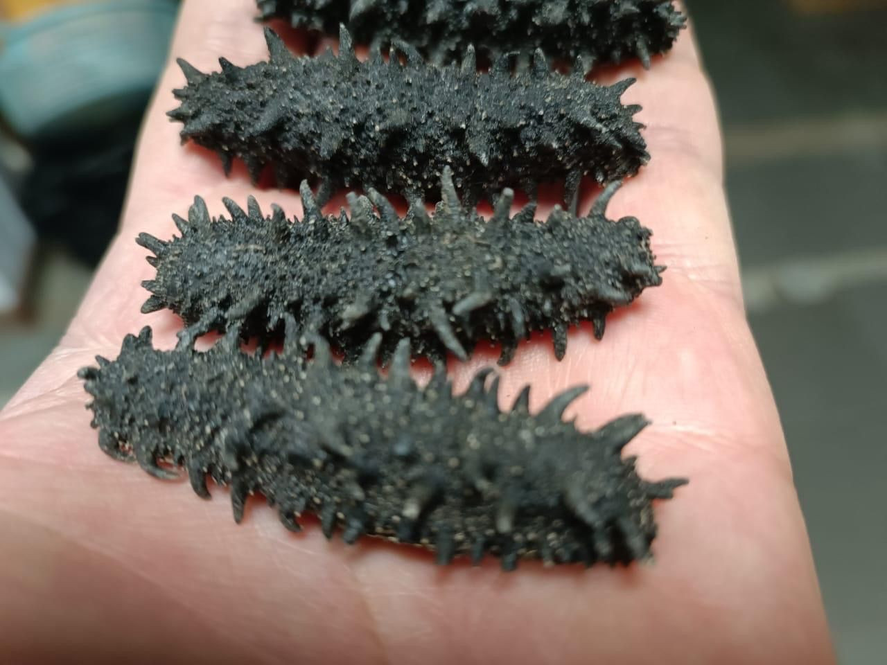 Buy Dry Sea Cucumber from SBS GROUP LIMITED, Hong Kong | Tradewheel.com