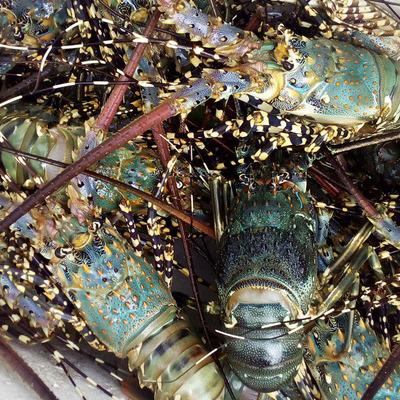 Buy Frozen Lobster / Frozen Lobster Tails / Fresh Live Lobsters from ...