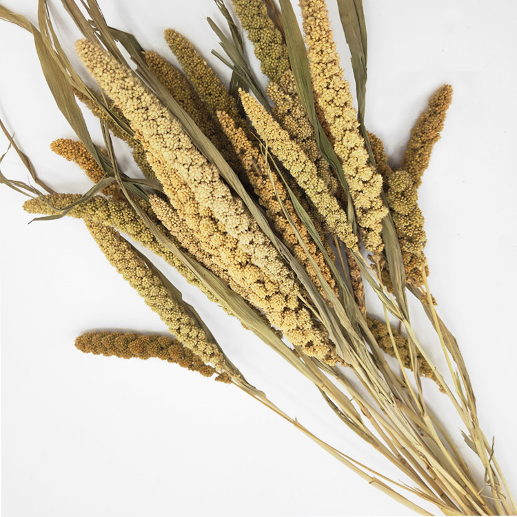 Buy Natural Air Dried Millet Real Flower Decoration from Kunming ...