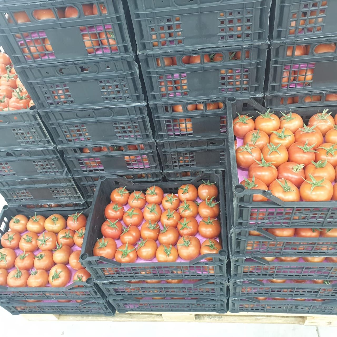 Buy Fresh Tomato from kemet farms, Egypt | Tradewheel.com