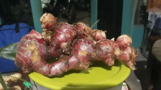 Buy Red Ginger, Big Ginger And Small Ginger - Hs Code 0910.11.00 from ...