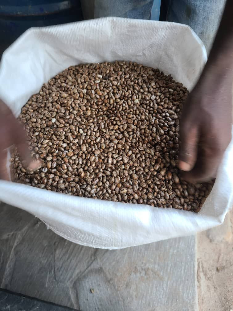 Buy Castor Beans from DENDEMARO WEALTH TRUST, Zimbabwe | Tradewheel.com