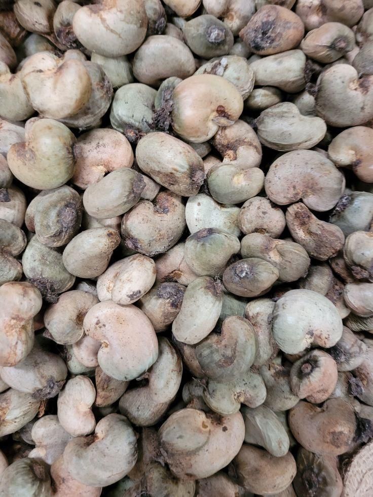 Buy Premium Raw Cashew Nuts In Shell – High Outturn, Ready For Export ...