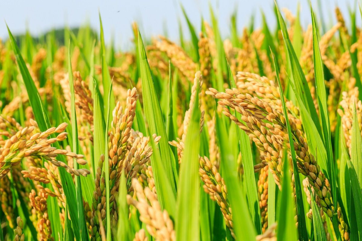 Buy Rice from TIKRI EXPORTERS COMPANY, Tanzania | Tradewheel.com