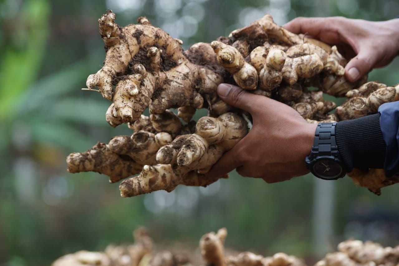 Buy Indonesian Premium Fresh Elephant Ginger from Prima Indo Komoditi ...