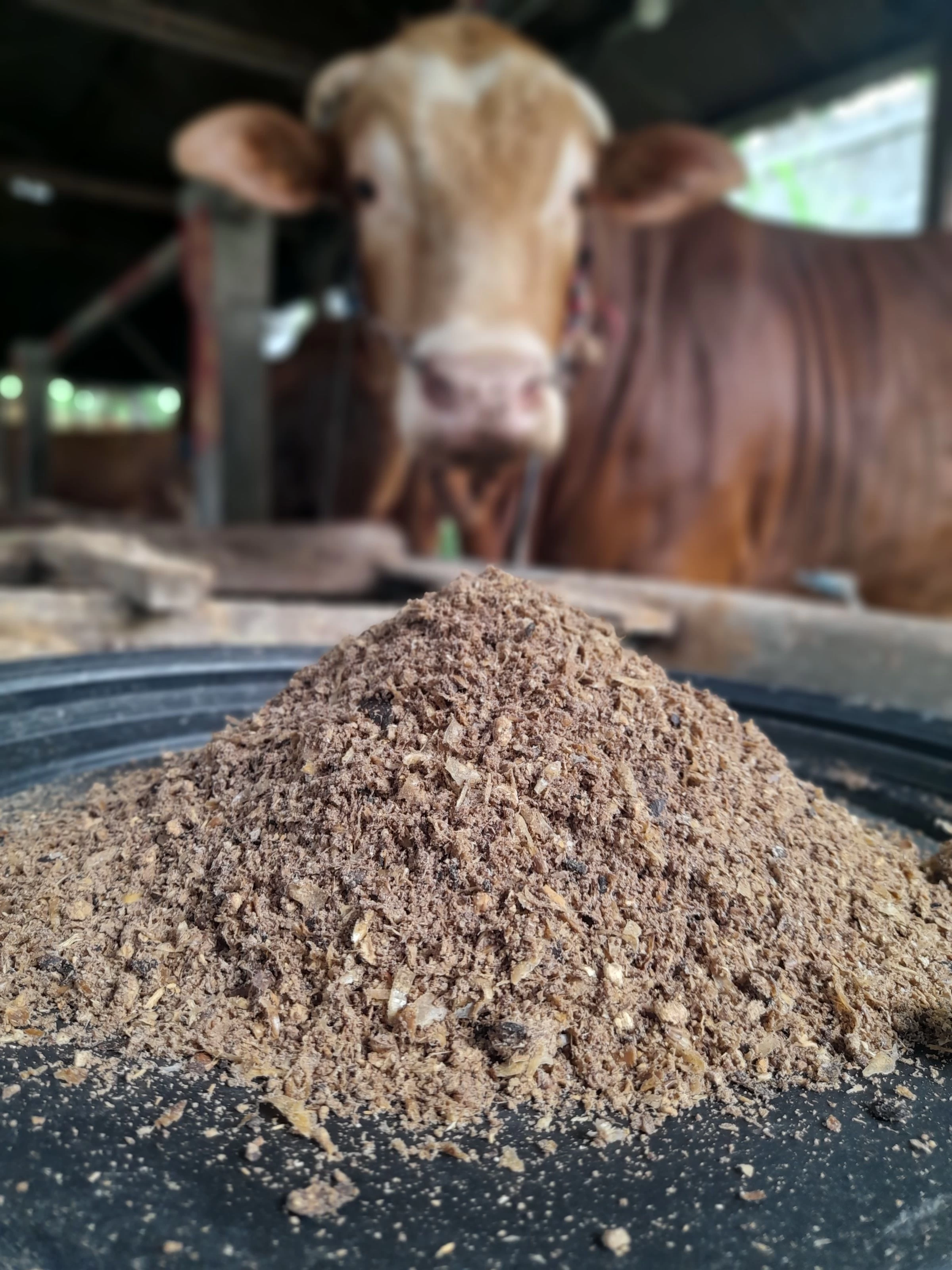 Buy Cattle Feed from PT Karya Ternak Indonesia, Indonesia | Tradewheel.com