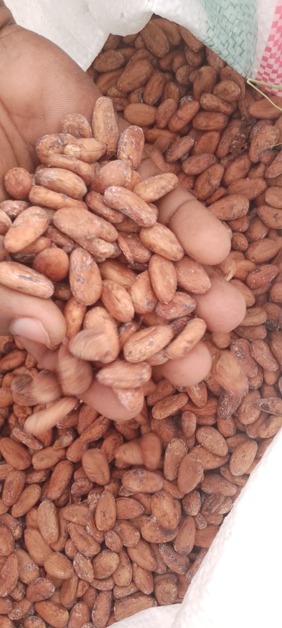 Buy High Quality Cocoa Beans From Benin from RUSSE GLOBALE, Benin ...